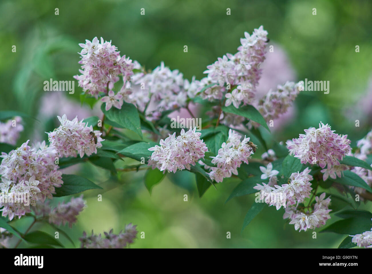 Pink deutzia hybrida blossom hi-res stock photography and images - Alamy