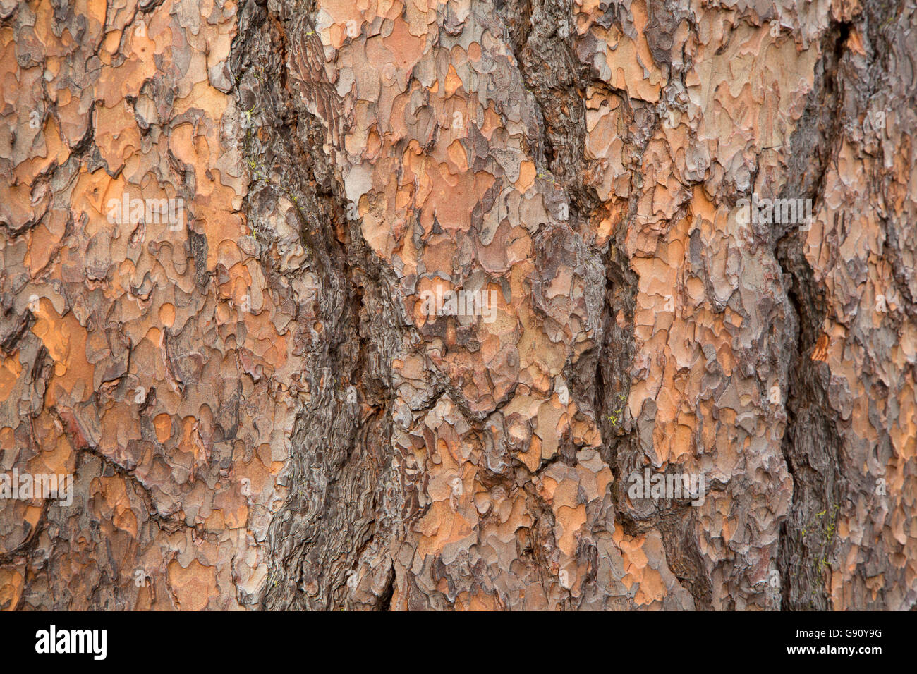 Pitch Pine Bark
