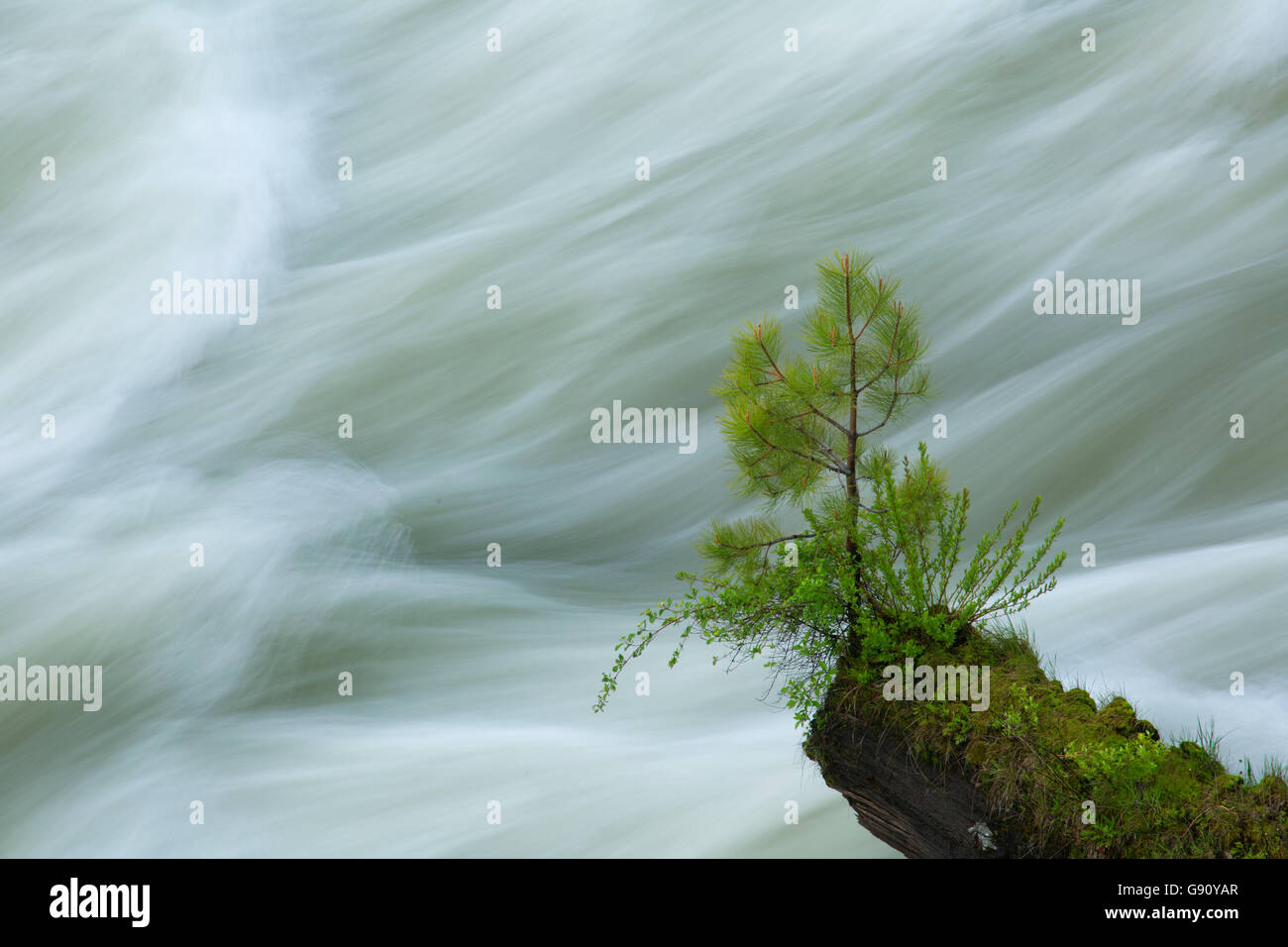 Dillon Falls with Ponderosa pine along Deschutes River Trail, Deschutes ...