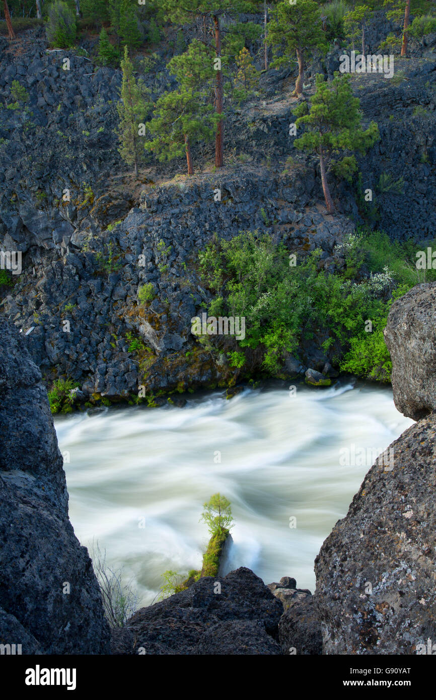 Dillon Falls with Ponderosa pine along Deschutes River Trail, Deschutes ...
