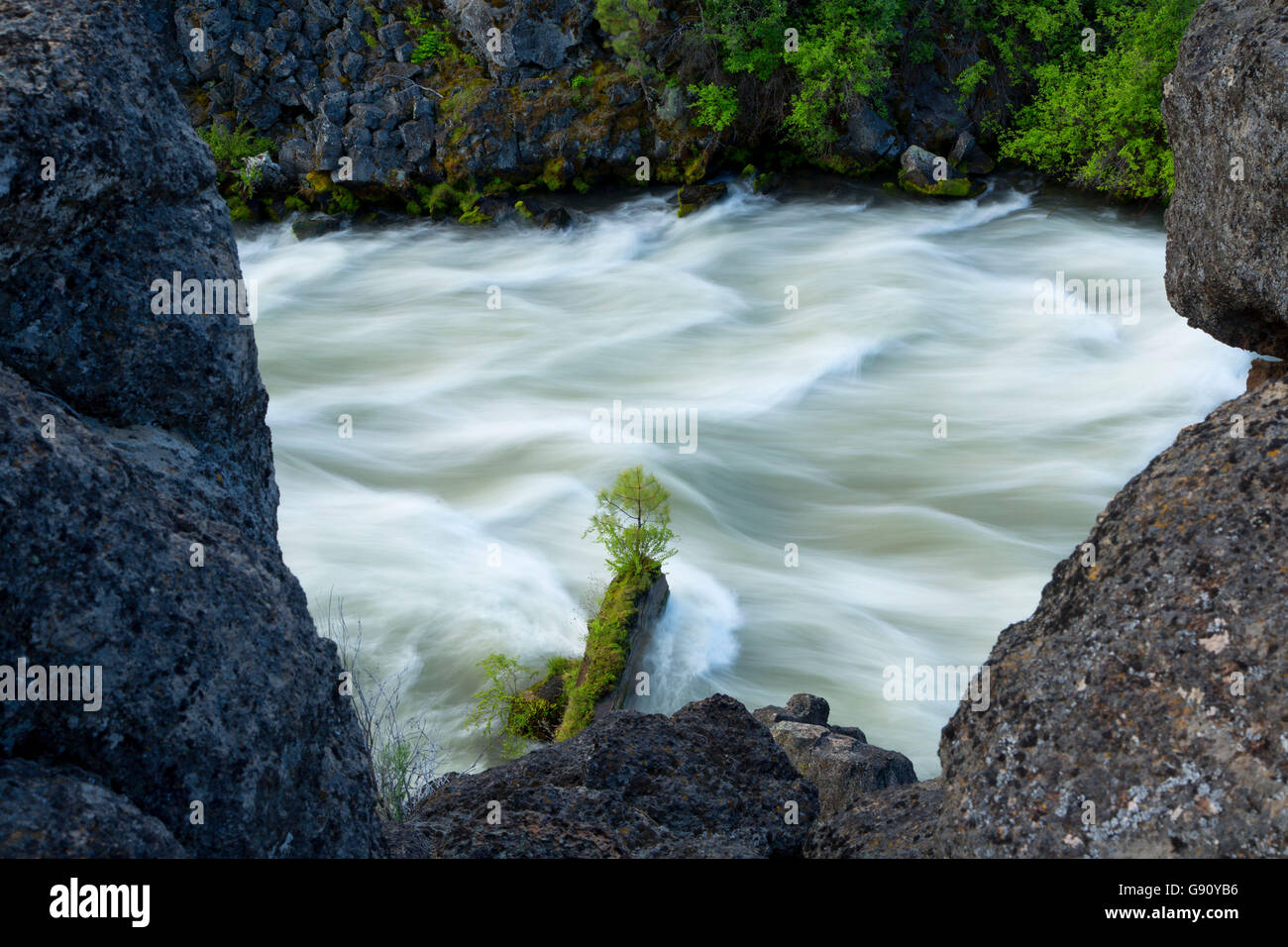 Dillon Falls with Ponderosa pine along Deschutes River Trail, Deschutes ...