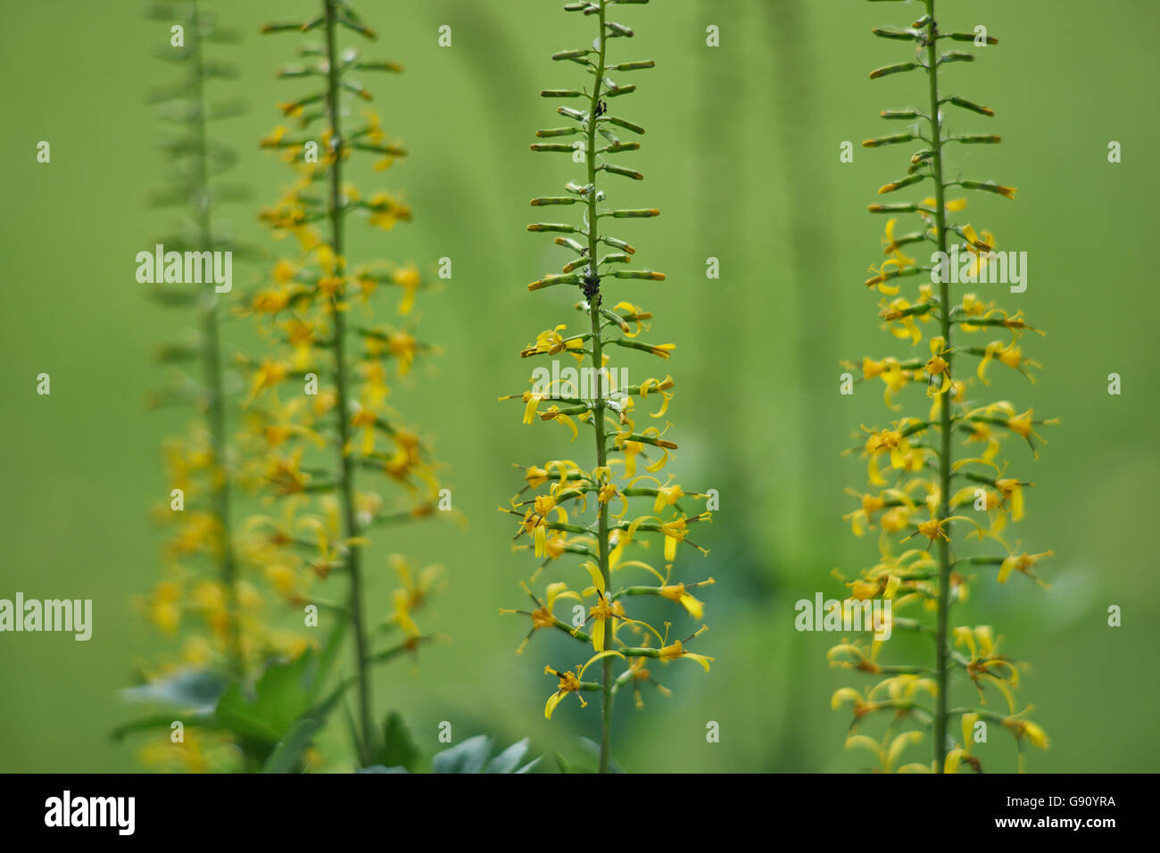 Ligularia przewalskii Przewalski's leopardplant golden ray flowers ...