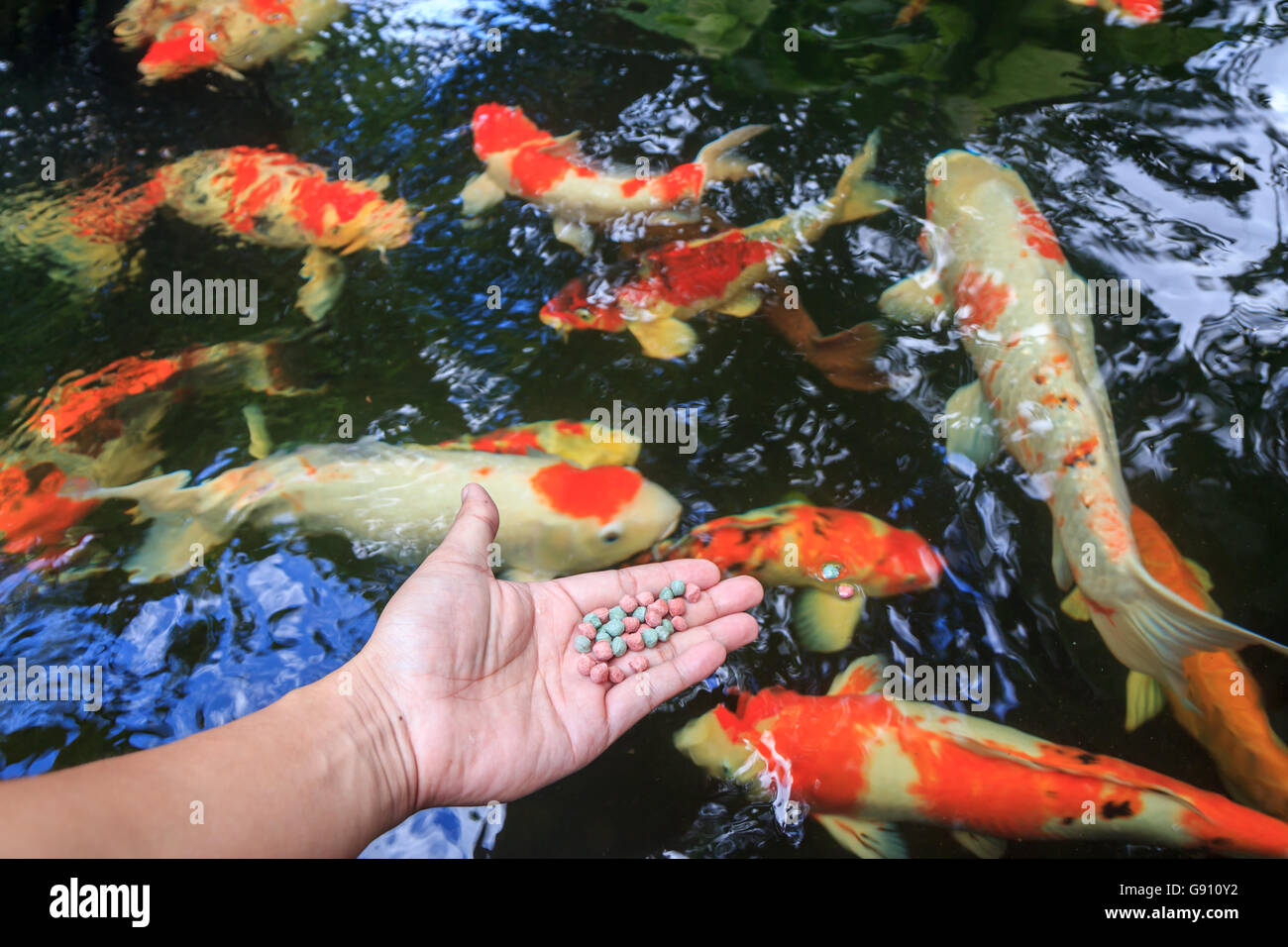 Hand holding fish food with fish pond background Stock Photo - Alamy