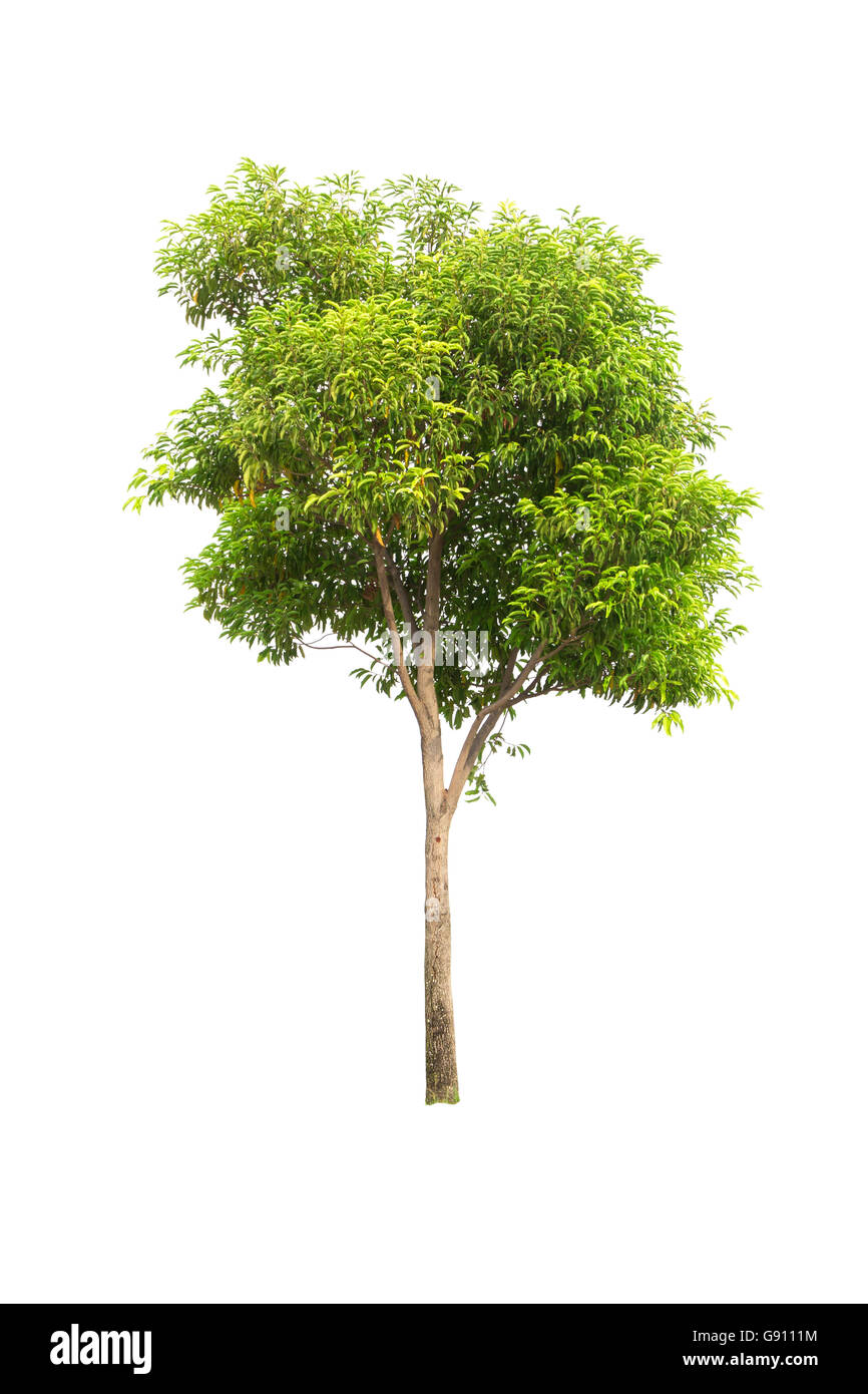 Tree isolated on white background Stock Photo - Alamy