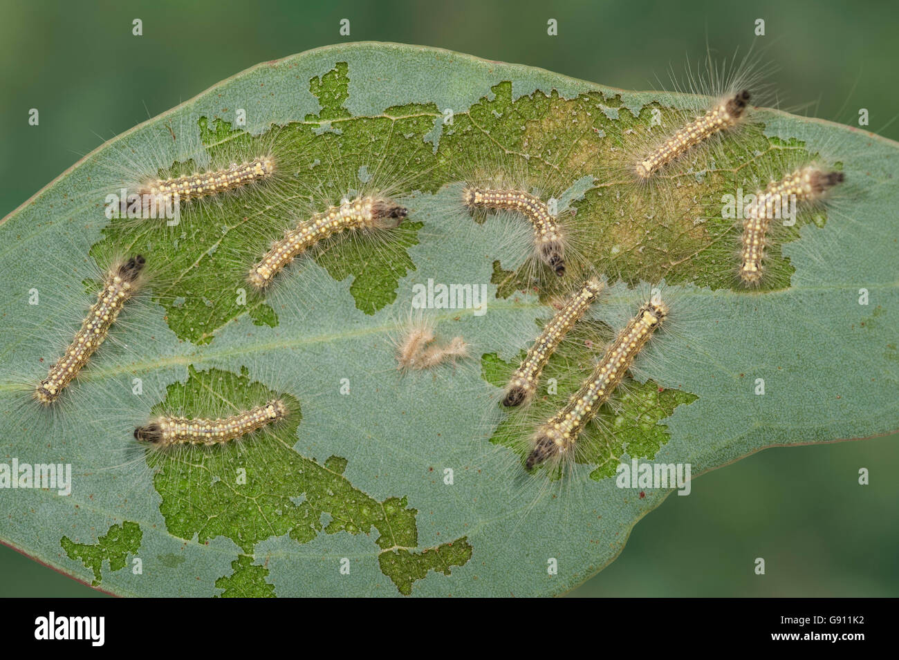 Hairy gumleaf skeletonizer (Uraba lugens) caterpillars and leaf damage ...