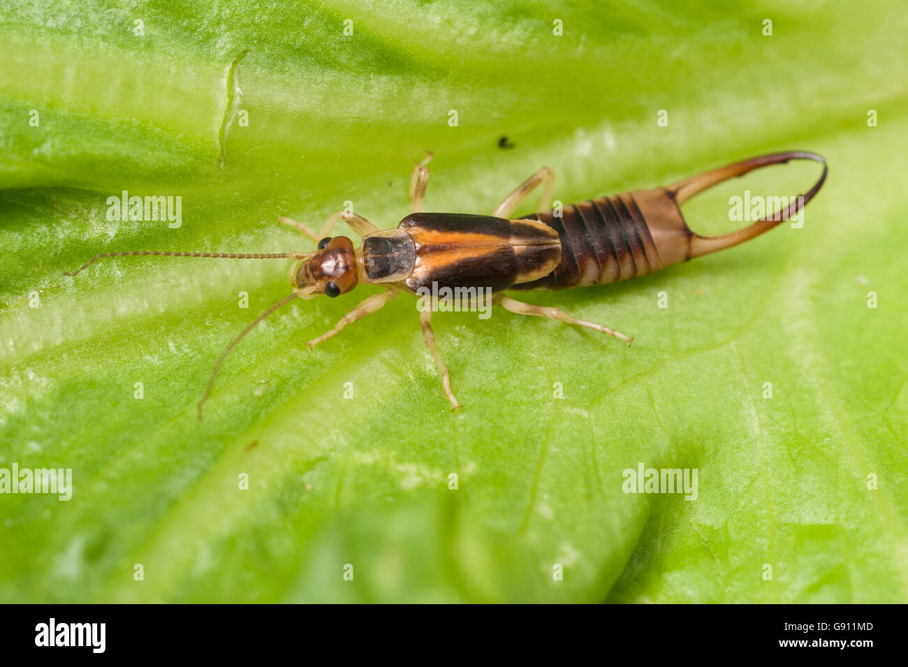 Earwig hi-res stock photography and images - Alamy