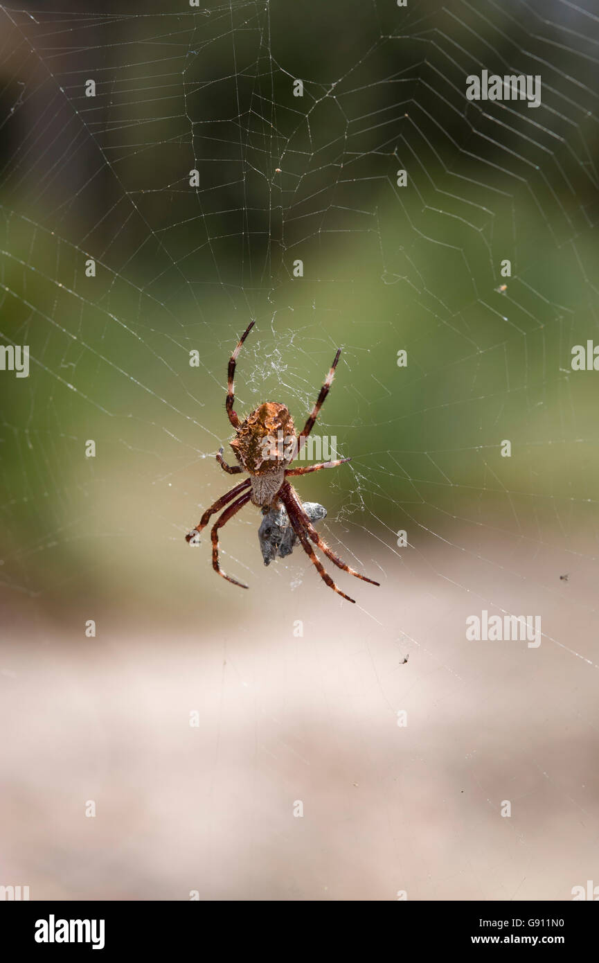 Garden orb web spider hi-res stock photography and images - Alamy