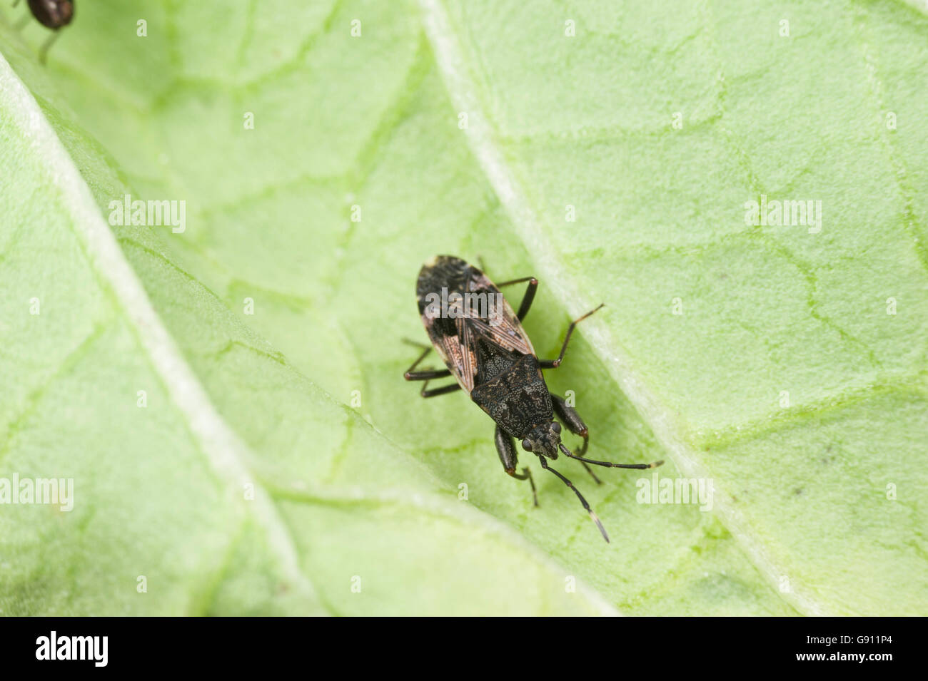 Sucking pest hi-res stock photography and images - Alamy