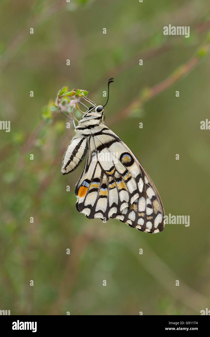 Chequered swallowtail hi-res stock photography and images - Alamy