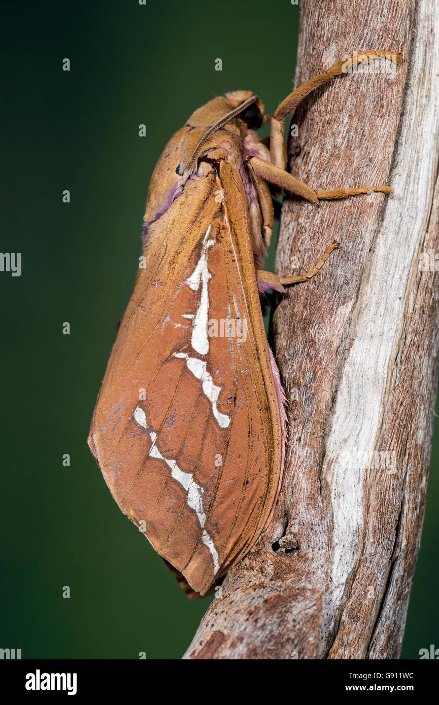 Large hepialid moth, also known as a 'rain moth' (Abantiades hyalinatus ...