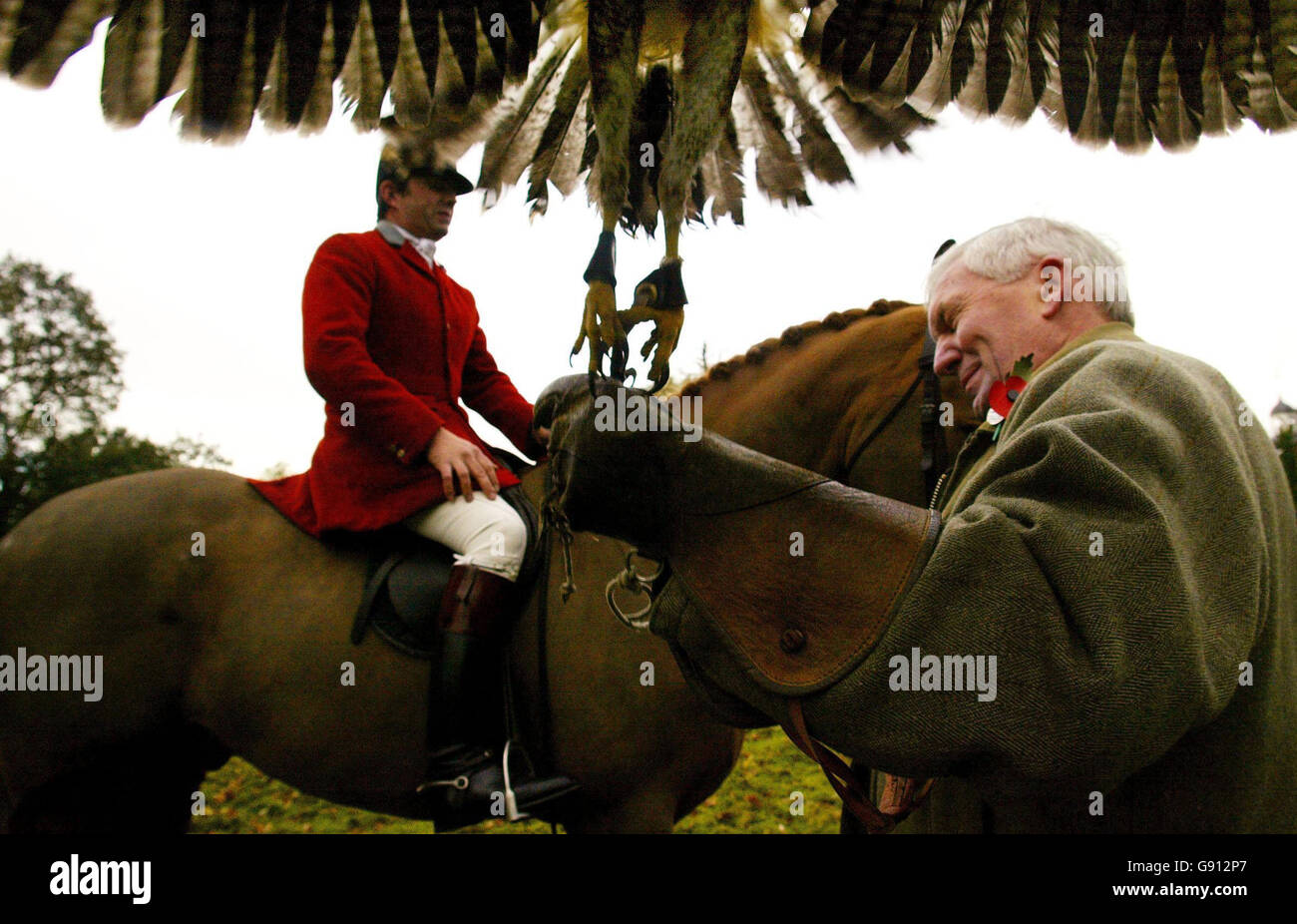 Alice, an 8 month old Harris Hawk, joins the Cheshire Forest hunt as ...