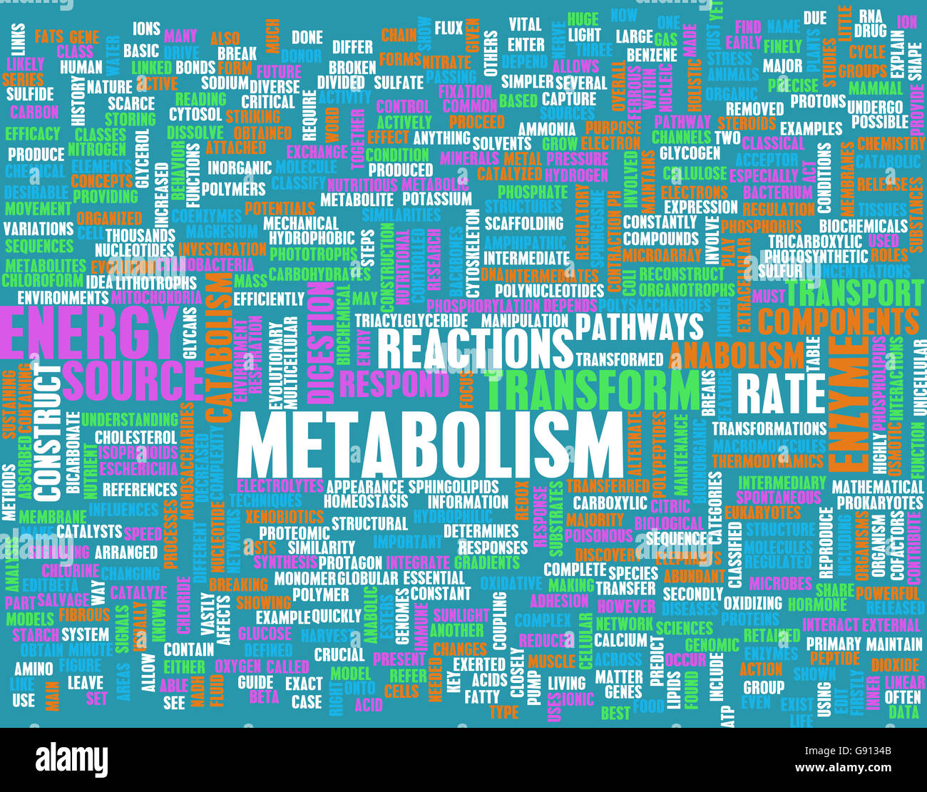 Metabolism as a Medical Health Exercise Concept Stock Photo - Alamy