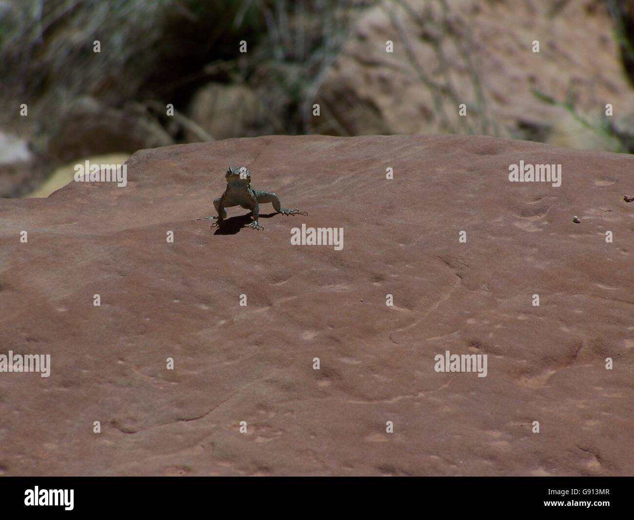 Sunbathing lizard hi-res stock photography and images - Alamy
