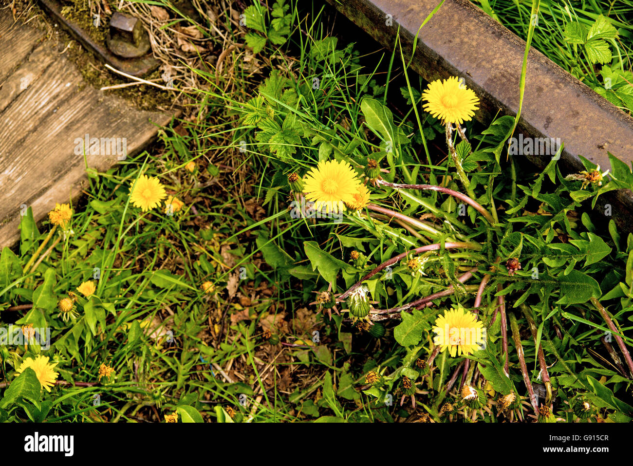 Overgrown dandelion hi-res stock photography and images - Alamy