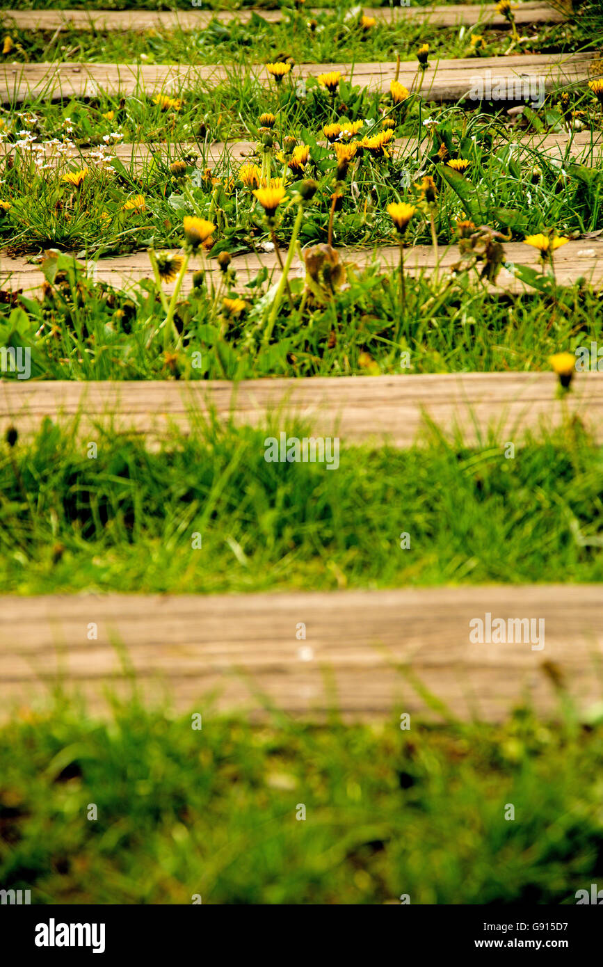 railway overgrown with grass and dandelion Stock Photo - Alamy