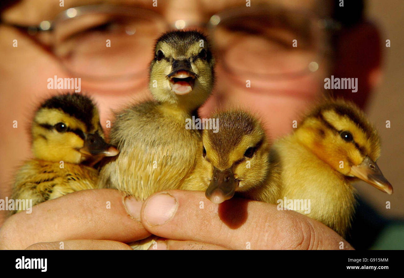 Lock keeper Tony Wright holds four of the eight ducklings he saved ...