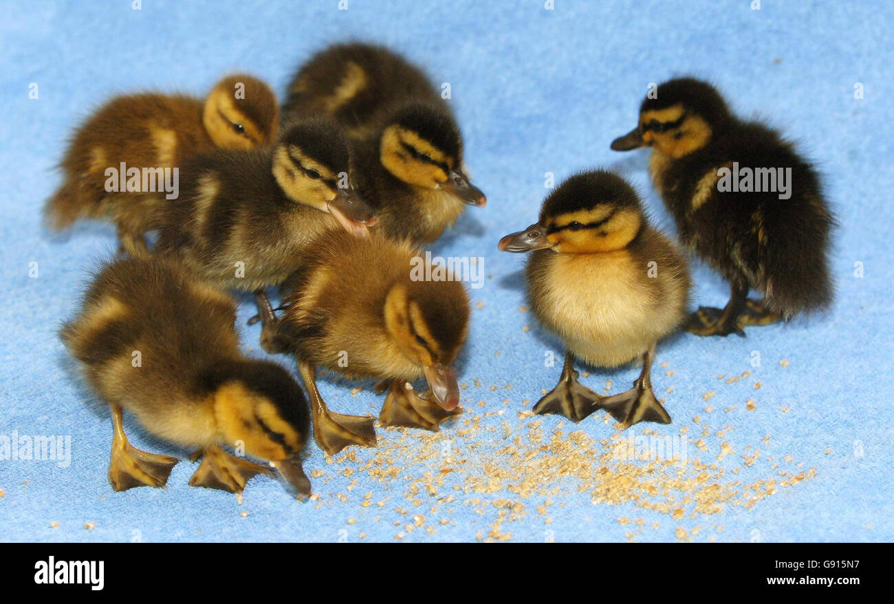 Eight ducklings that were saved by lock keeper Tony Wright after being ...