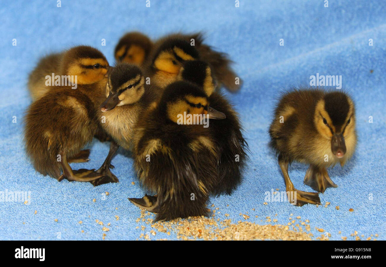 Eight ducklings that were saved by lock keeper Tony Wright after being ...