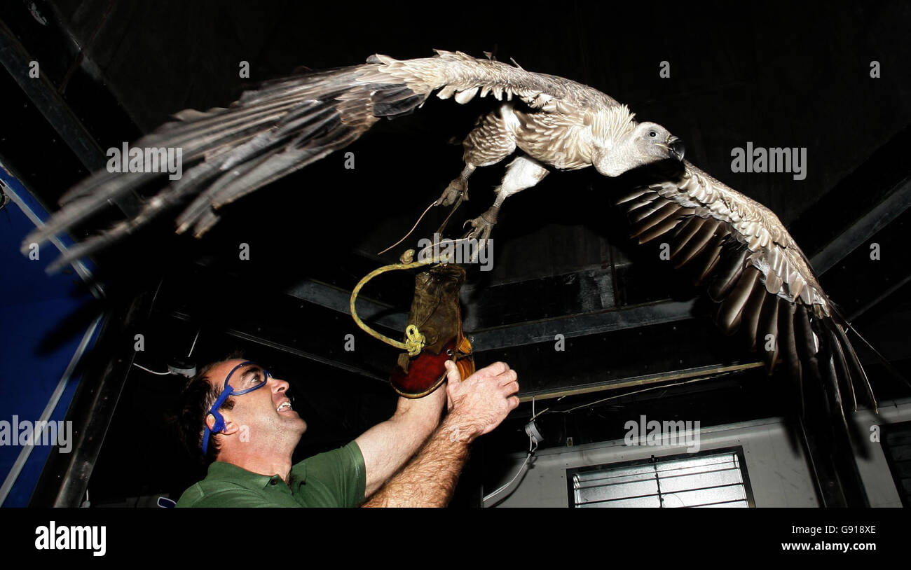 6ft wing span hi-res stock photography and images - Alamy
