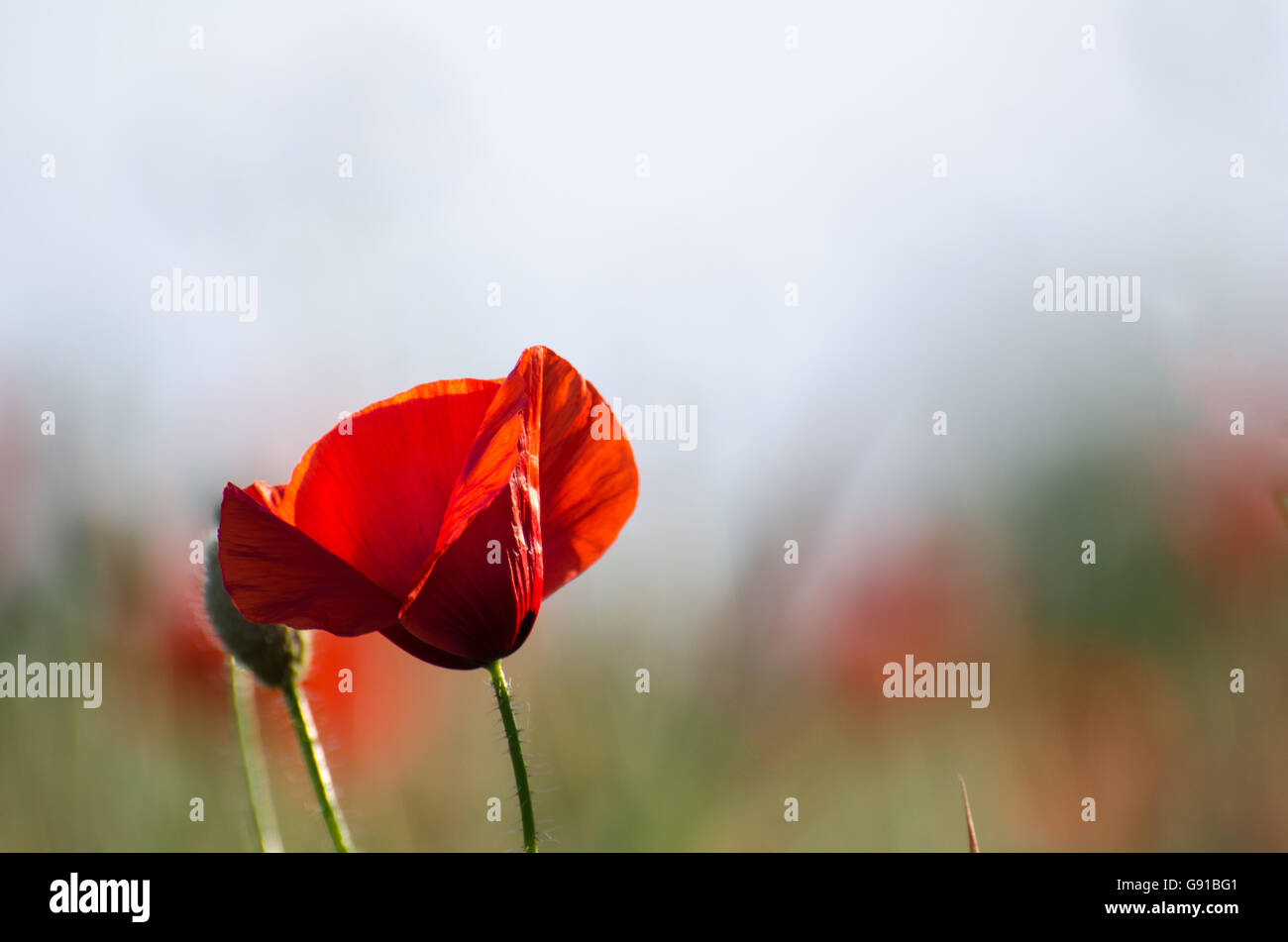 Single poppy flower at a natural blurred background Stock Photo - Alamy