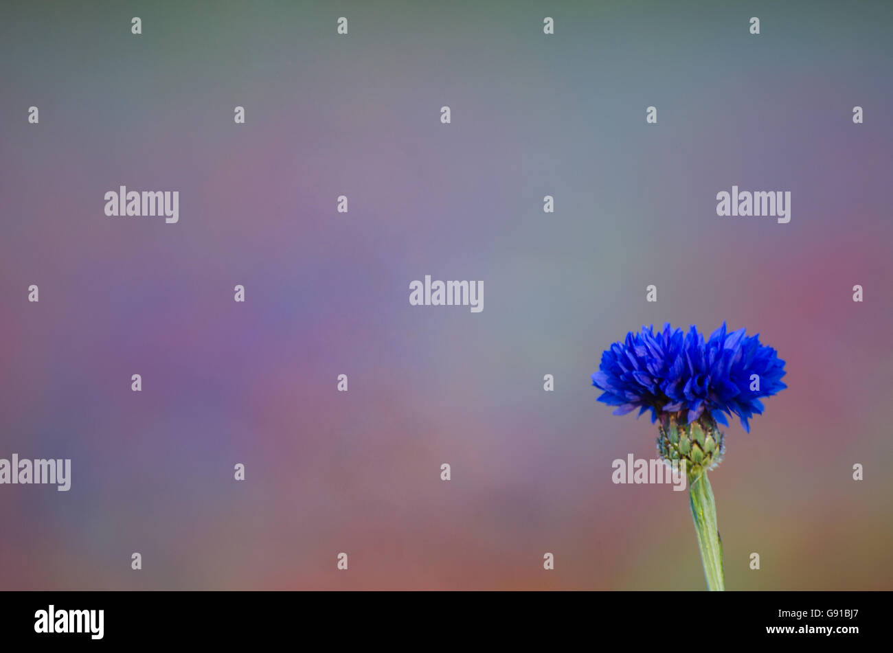 Single blue cornflower at a blue blurred background Stock Photo - Alamy