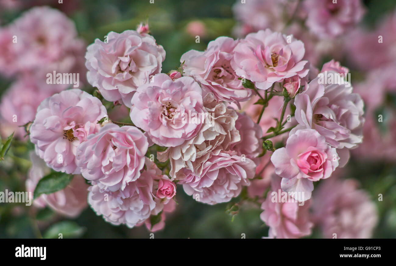 Cluster of pink roses rose close up Stock Photo - Alamy