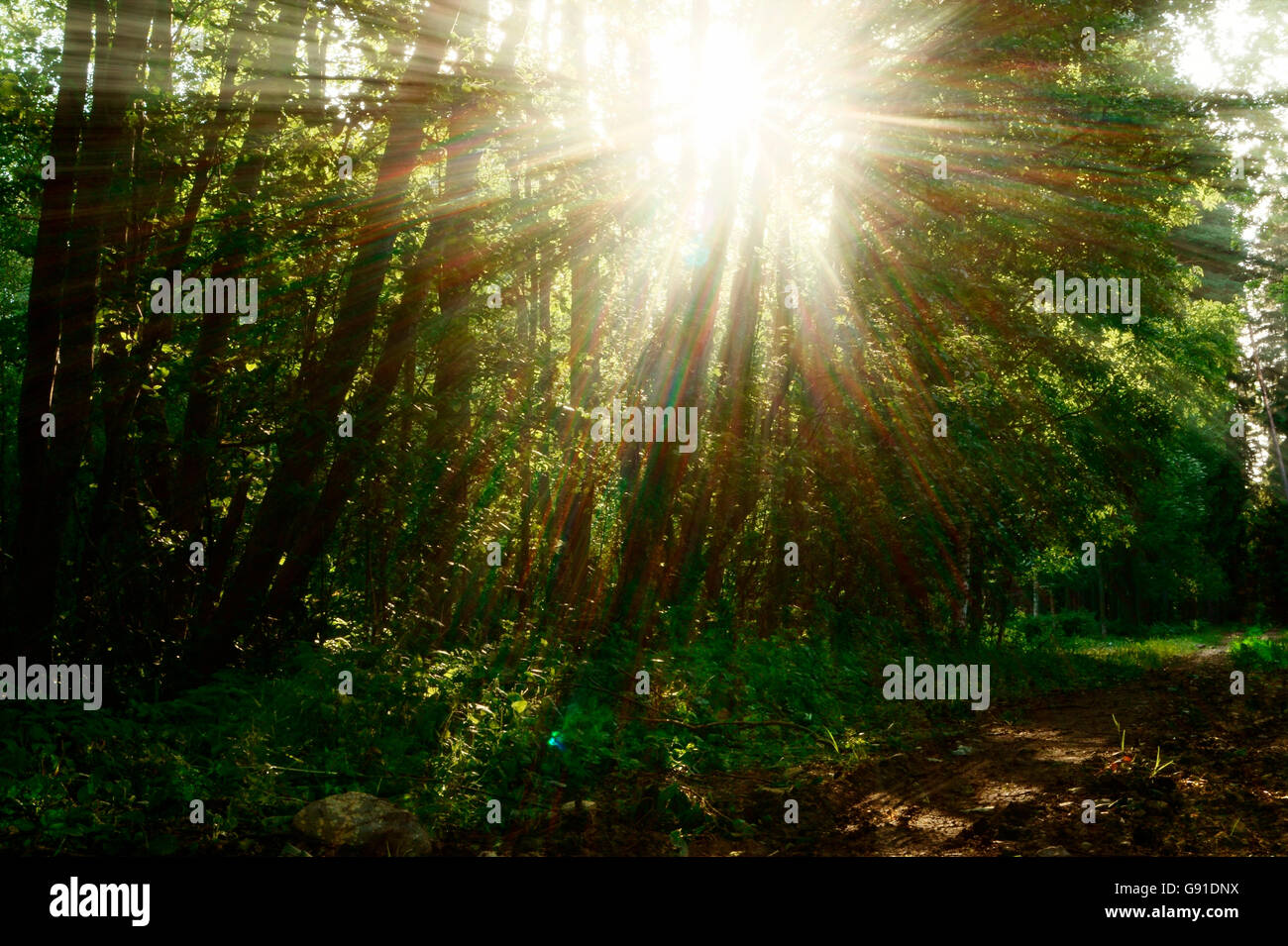 Sunbeams streaming through trees in forest hi-res stock photography and ...