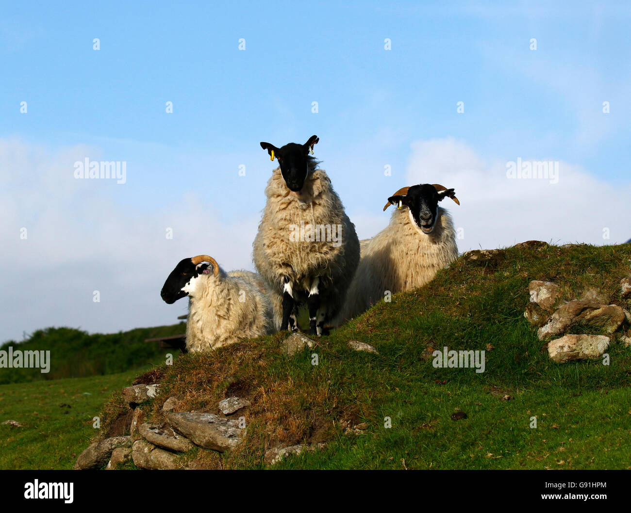Sheep galore, lying down playing running lambs ewes road signs all on ...