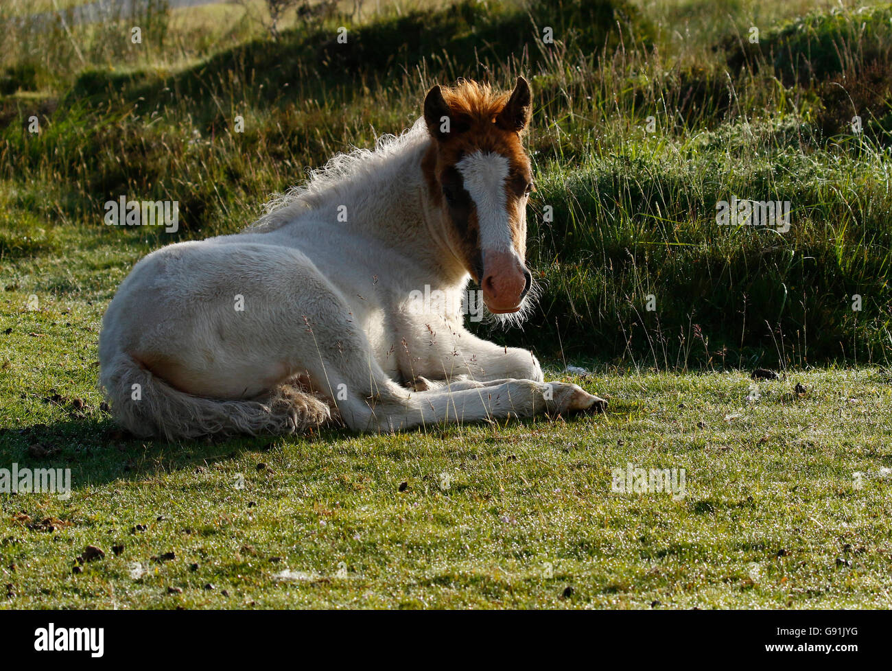 Foundation breeding stock for riding pony hi-res stock photography and ...