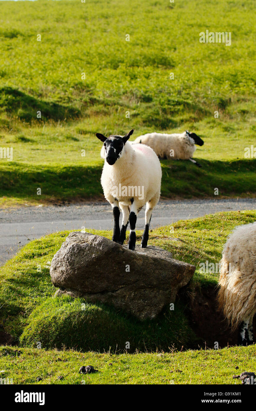 Big sheep farm devon hi-res stock photography and images - Alamy