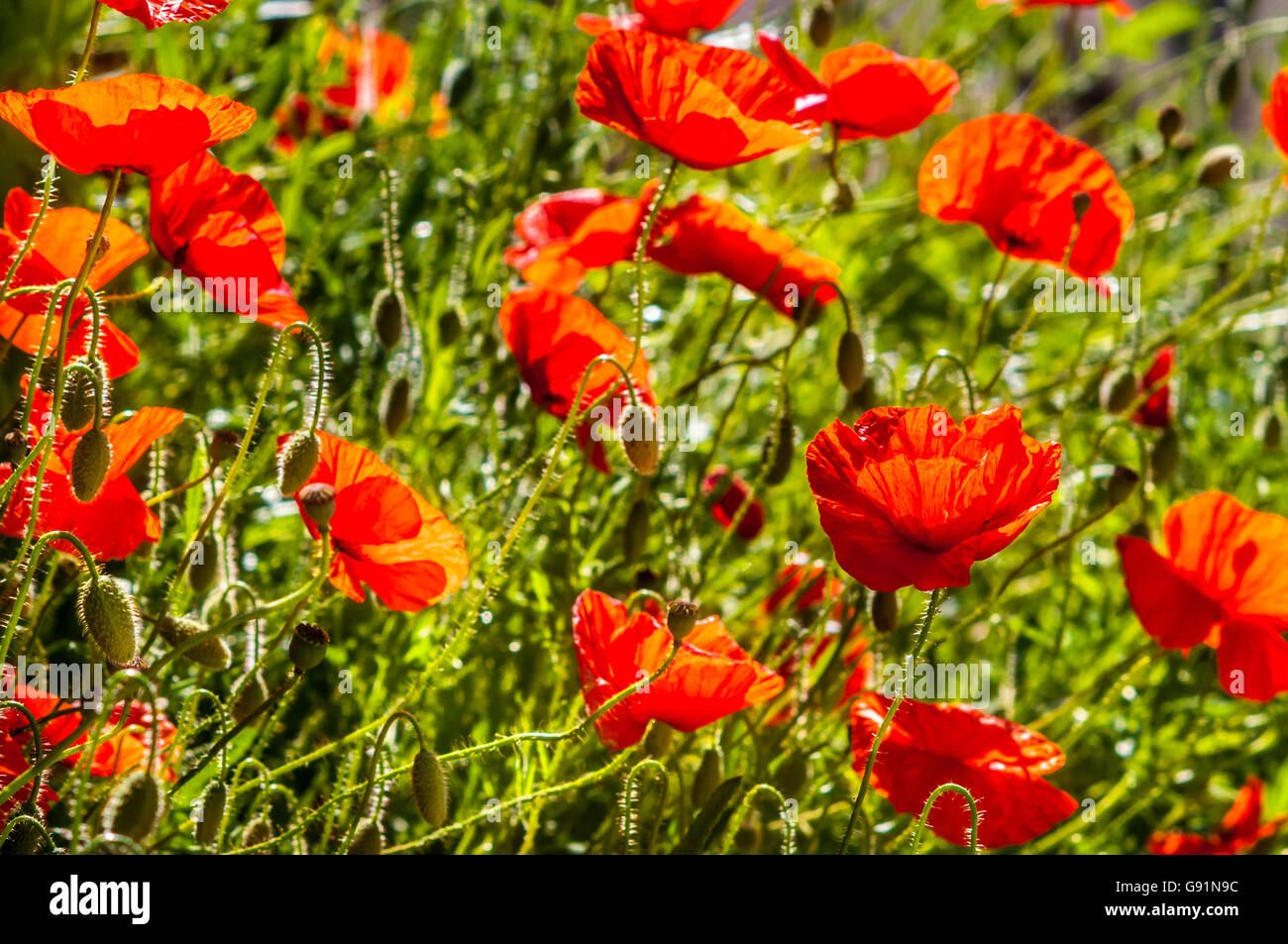 Poppies growing in garden hi-res stock photography and images - Alamy
