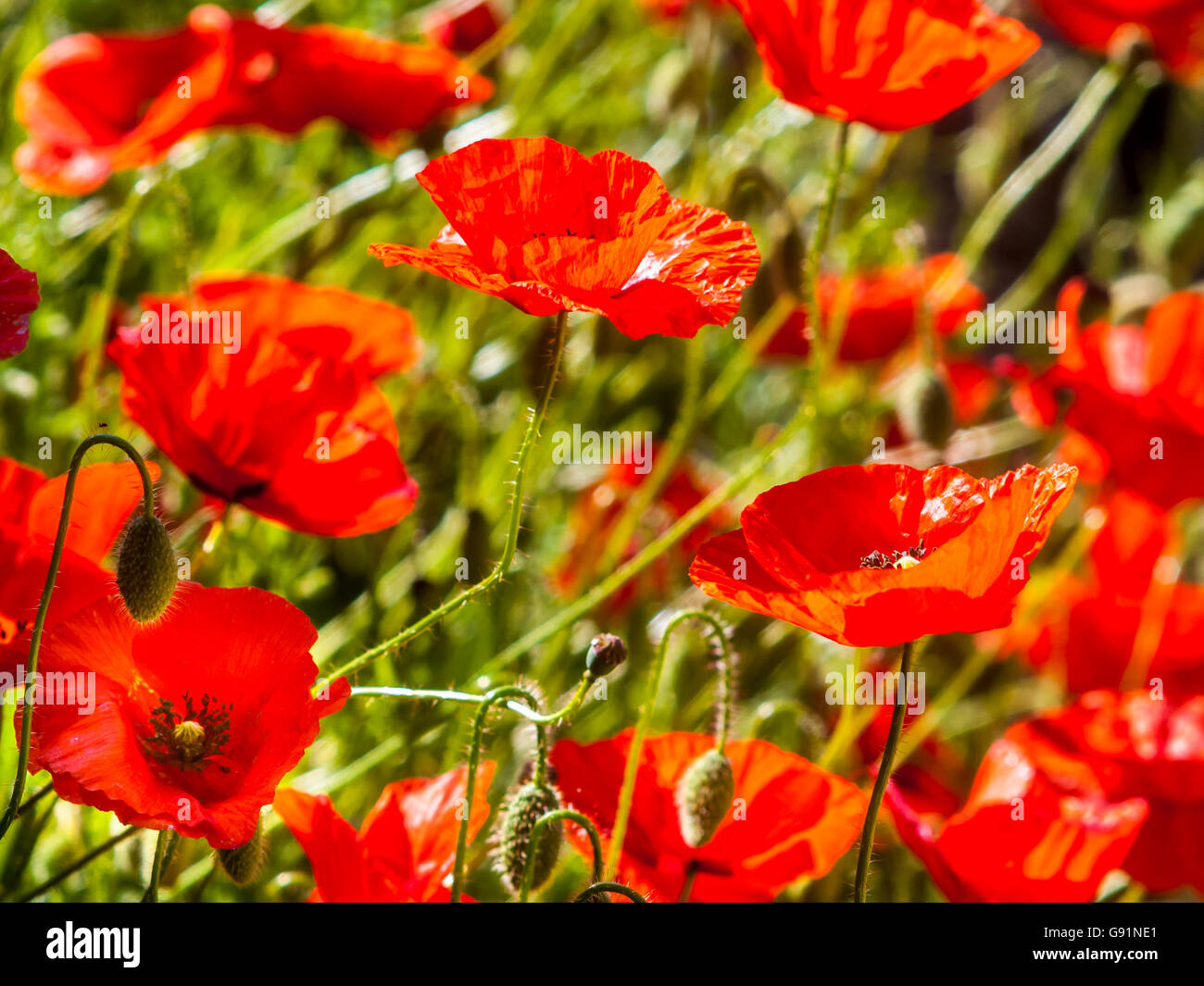 Poppies growing in garden hi-res stock photography and images - Alamy