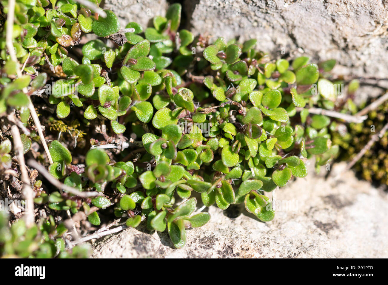 Sea mouse hi-res stock photography and images - Alamy