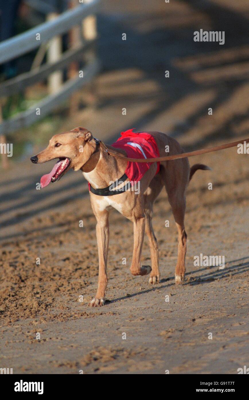 Greyhound Racing, Nottingham. Greyhound Racing, Nottingham Stock Photo ...
