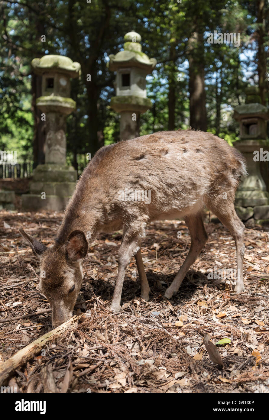 Nara park deer shrine hi-res stock photography and images - Alamy