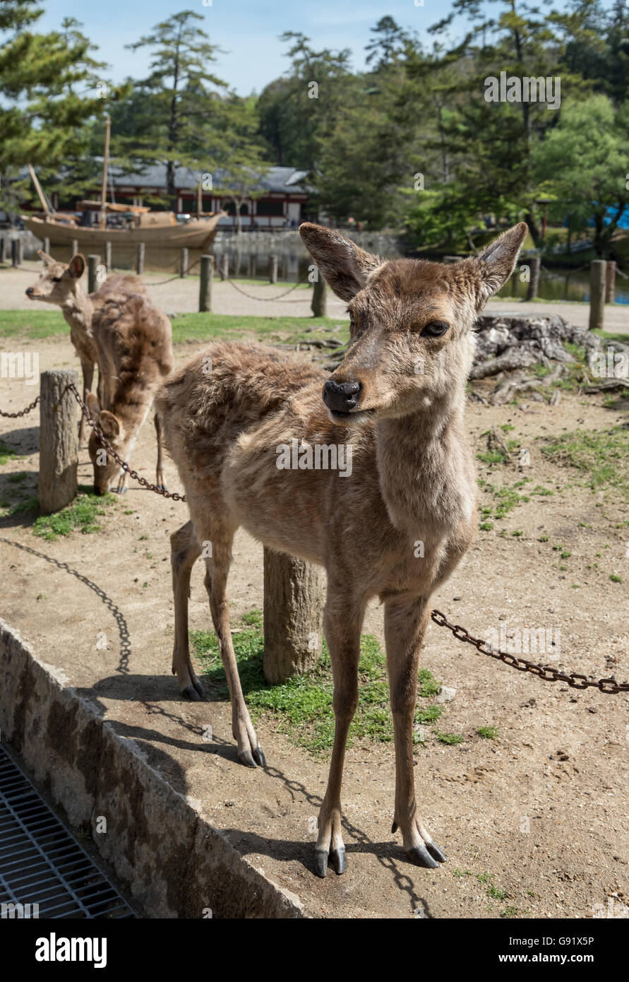 Tame sika deer hi-res stock photography and images - Alamy