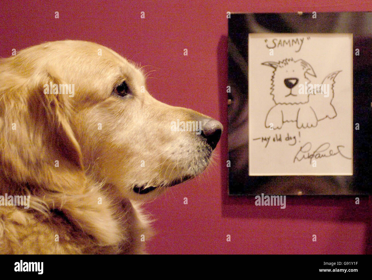 Trained Assistance dog Caesar 'views' one of the celebrity drawings at ...