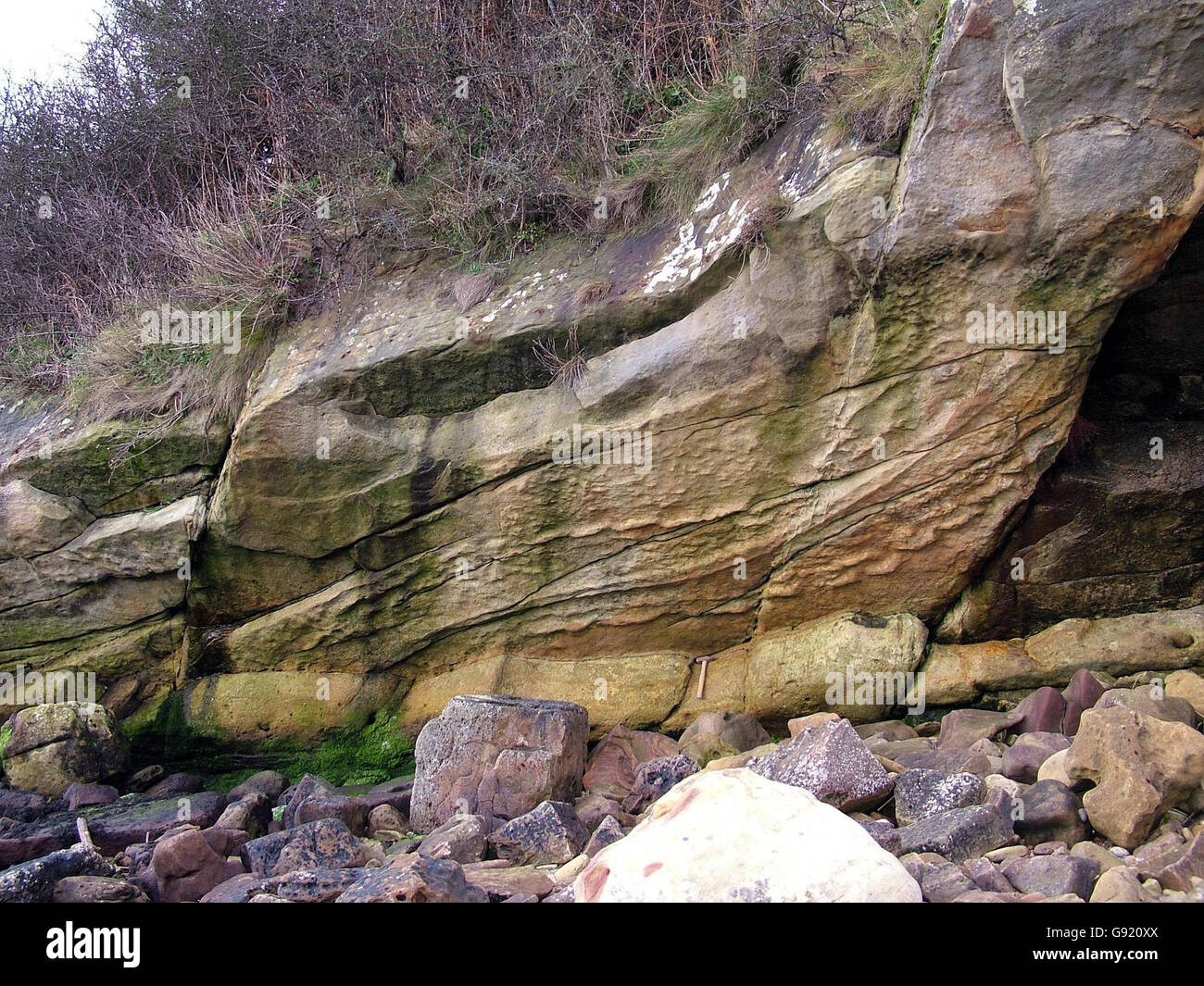 Known as hibbertopterus hi-res stock photography and images - Alamy