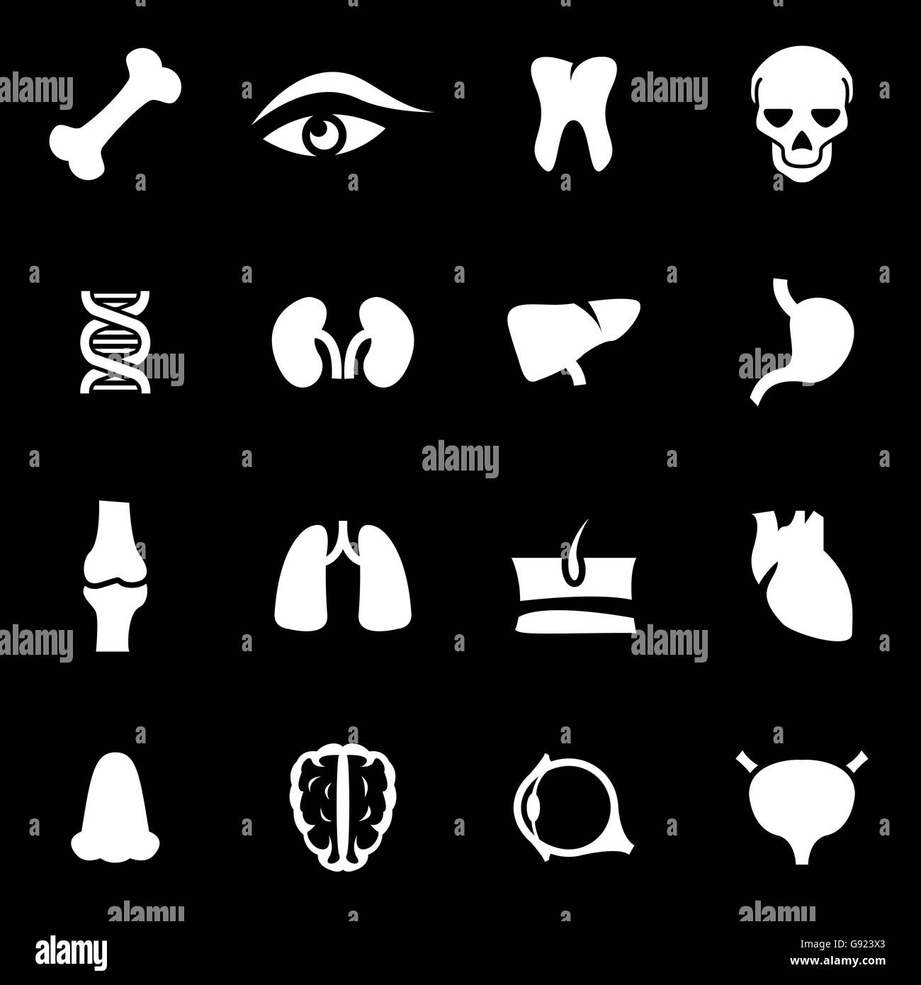 Vector white anatomy icon set Stock Vector Image & Art - Alamy