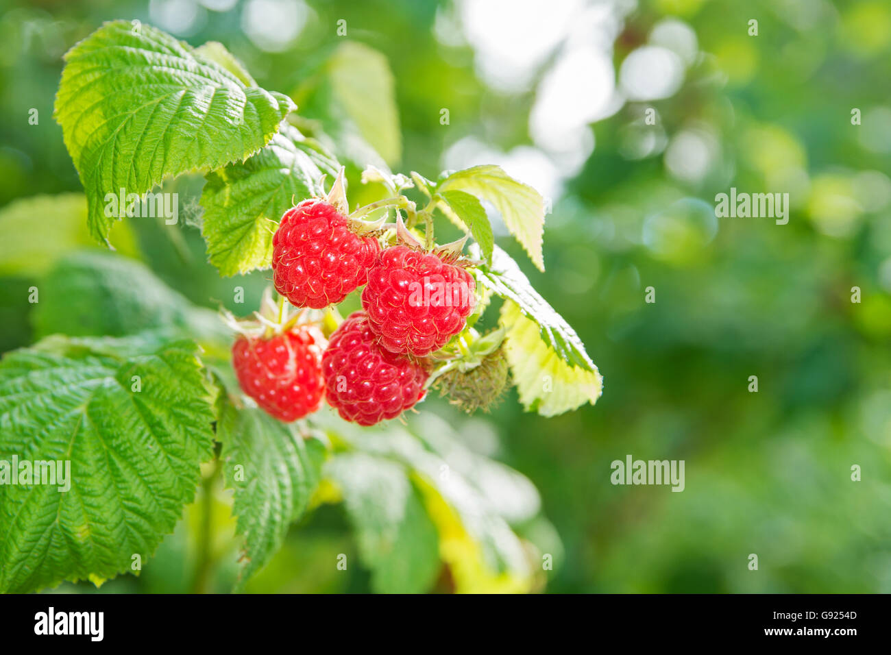 Ripe raspberry on branch Stock Photo - Alamy