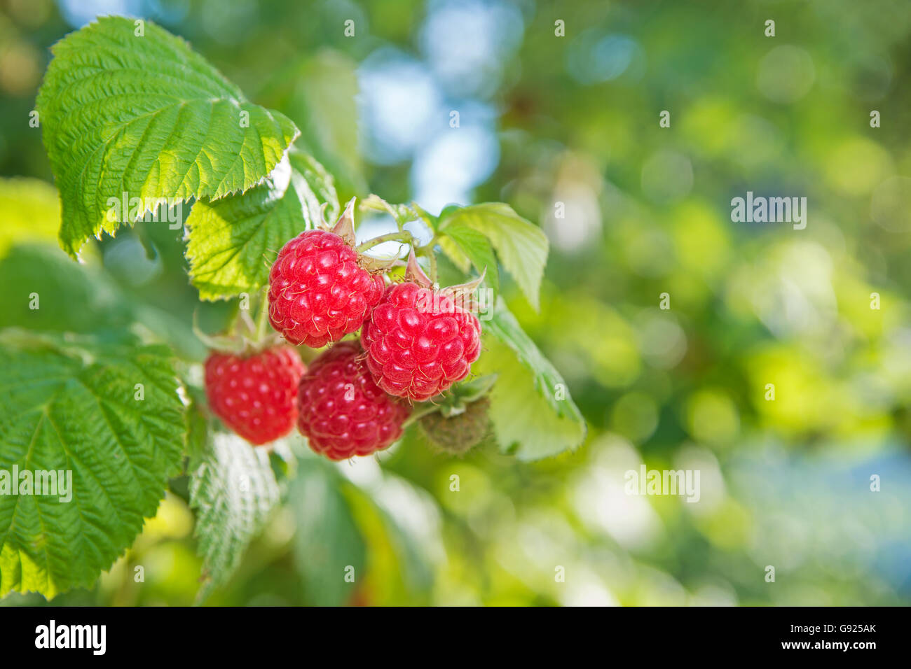 Ripe raspberry on branch Stock Photo - Alamy