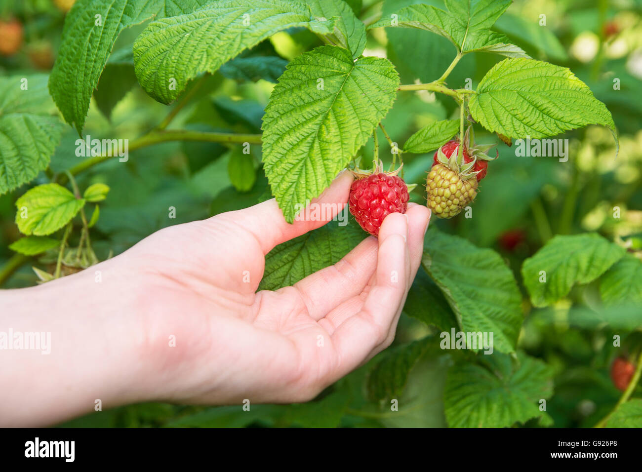 Garden pick hi-res stock photography and images - Alamy