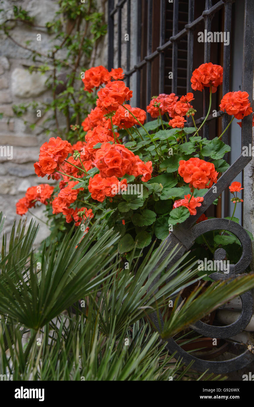Ivy Geranium Window Box
