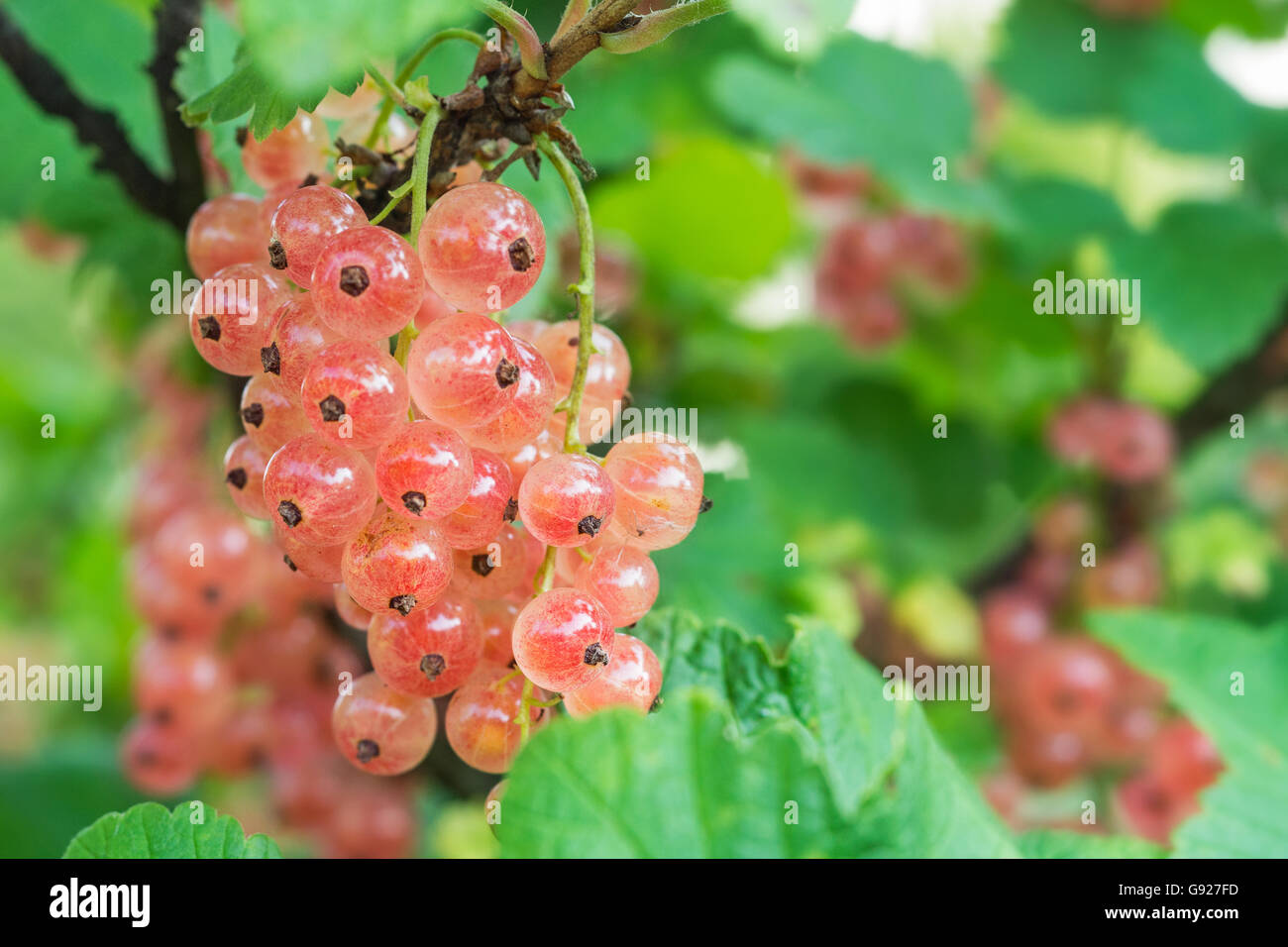 Ripe pink currant on branch Stock Photo - Alamy