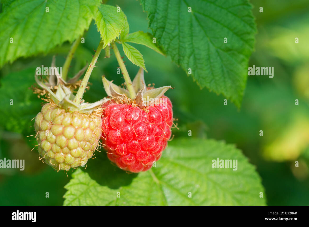 Raspberry close up hi-res stock photography and images - Alamy