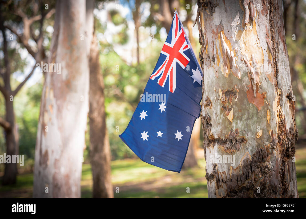 Australian flag eucalyptus gum tree hi-res stock photography and images ...
