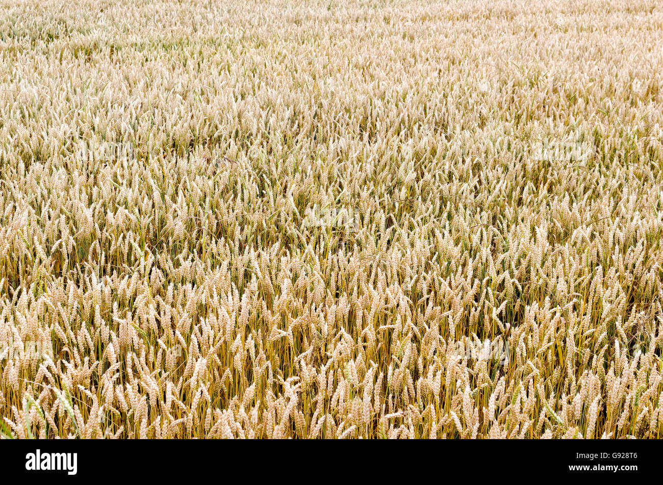 Grain growing farm hi-res stock photography and images - Alamy
