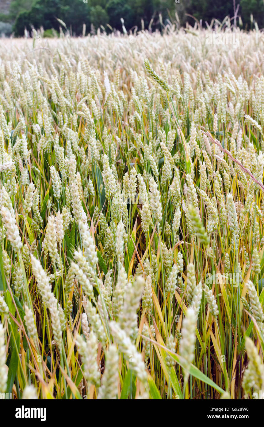 Chaff wheat hi-res stock photography and images - Alamy