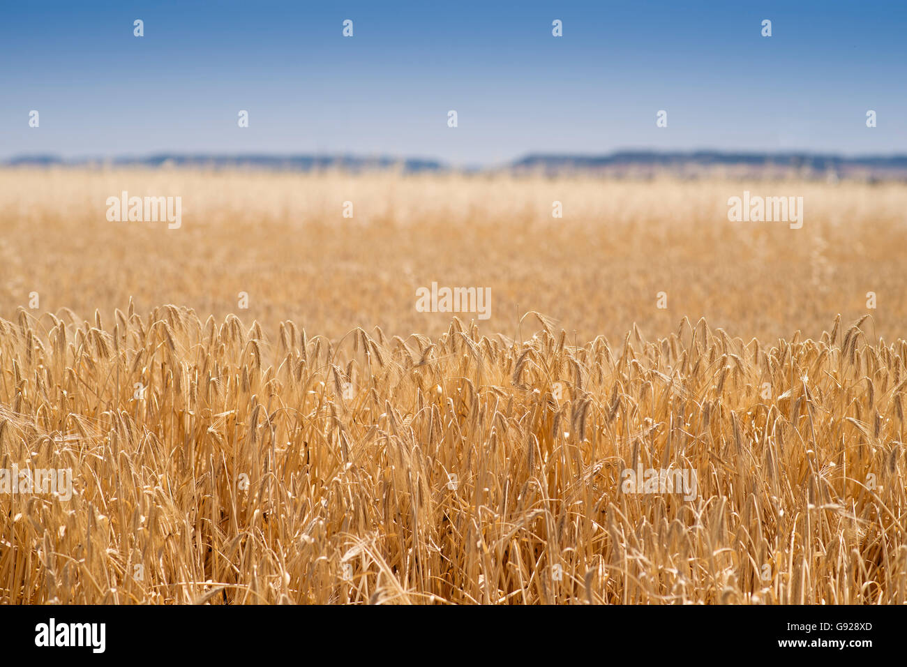 Barley field with grass land hi-res stock photography and images - Alamy