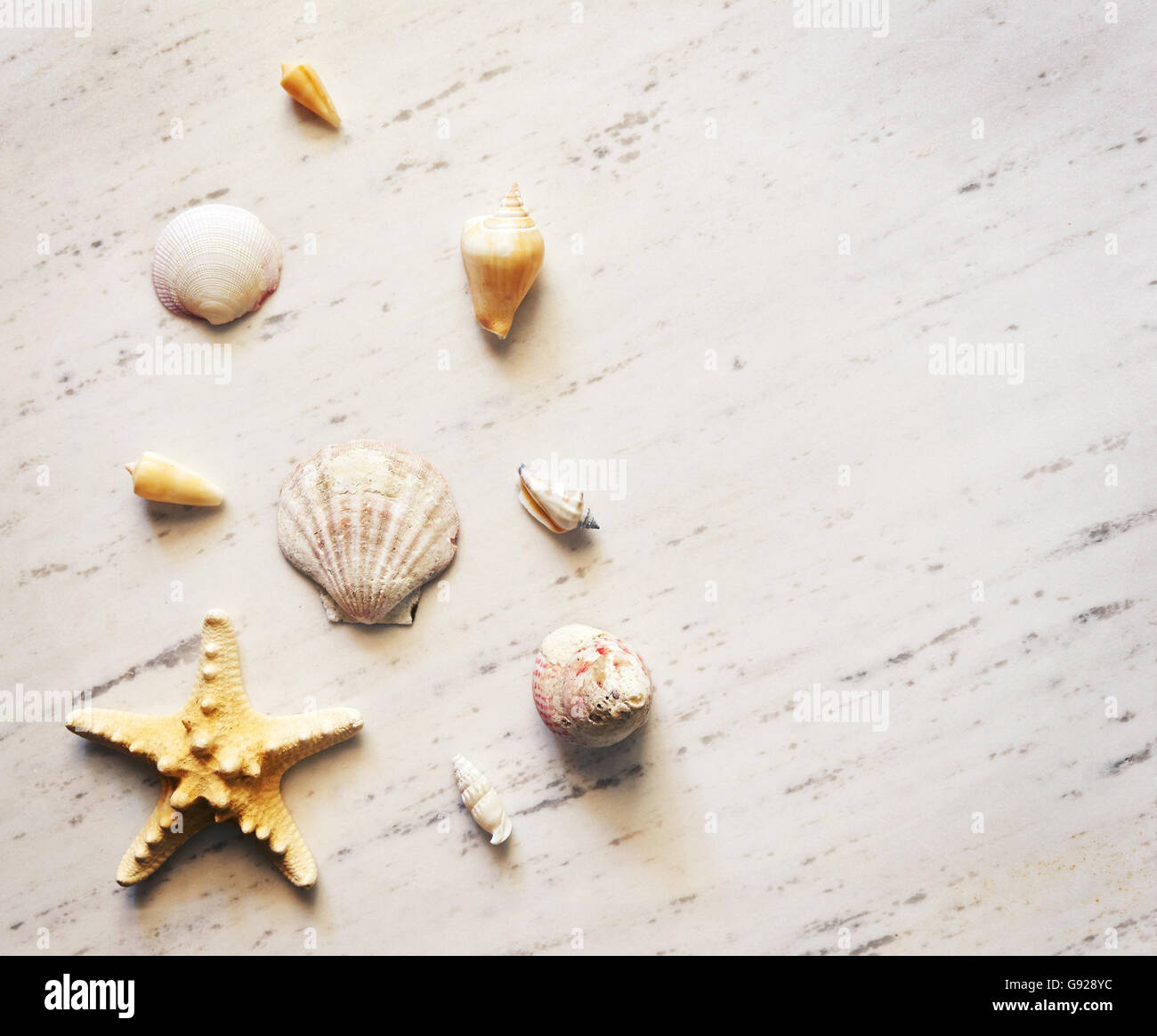 Shells on white marble Stock Photo - Alamy